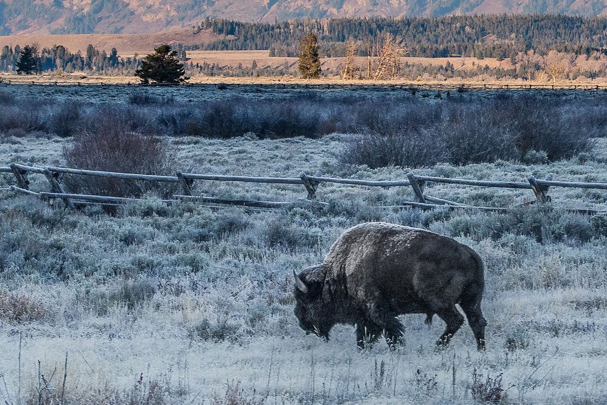 Cotton's Interview with a Photographer: Josh Packer – Cotton Camera ...