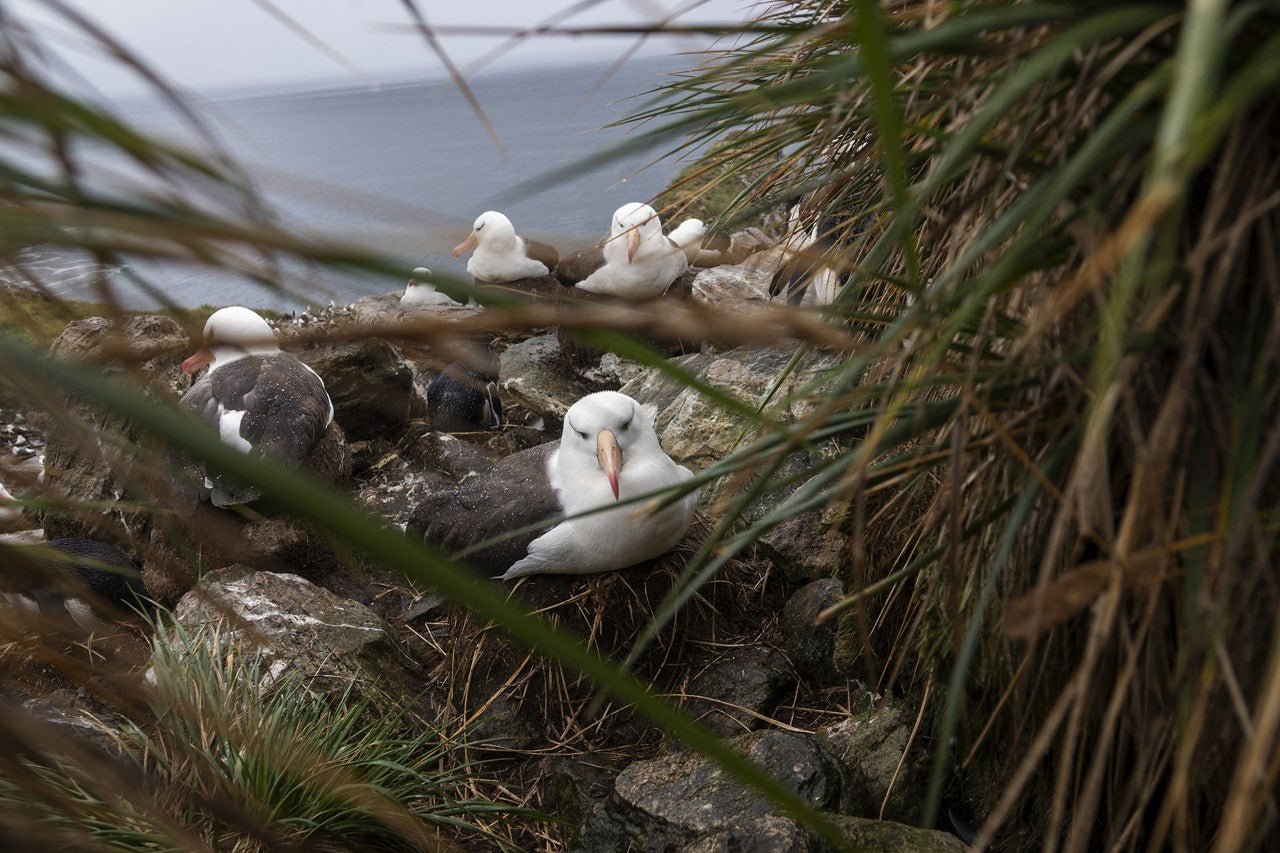 Interview with a Photographer featuring Camille Seaman – Cotton Camera ...