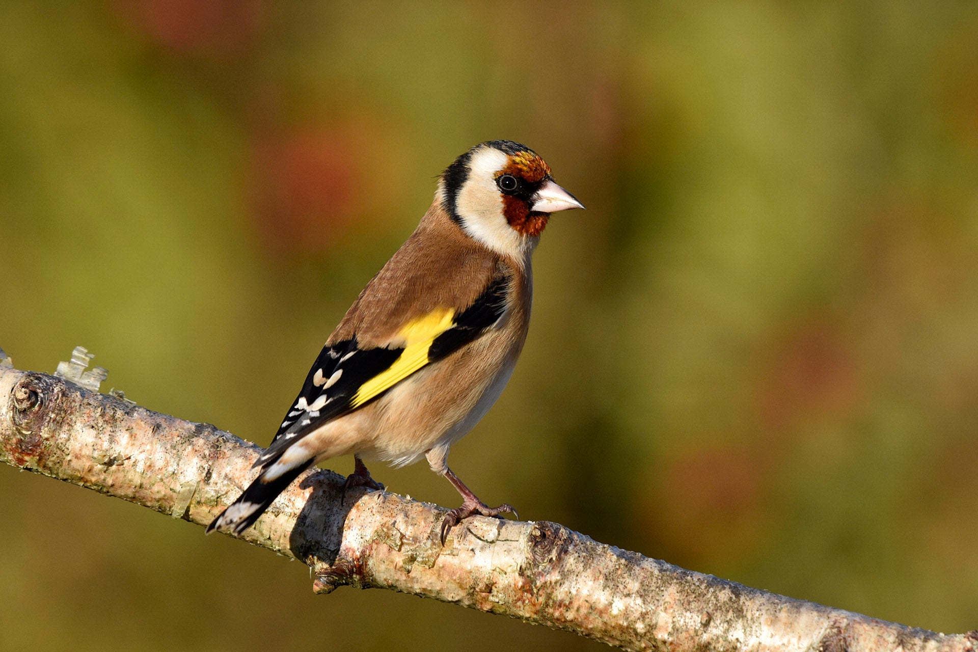 Robert Read Featured Story - Understanding Composition – Cotton Camera ...