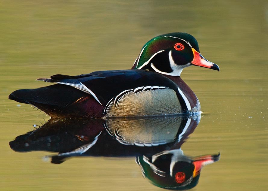 What makes a photo unique? – Cotton Camera Carrying Systems